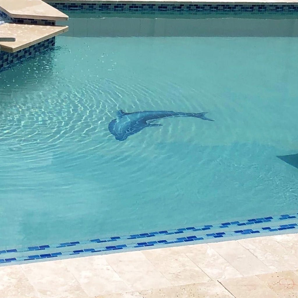 Dolphin Left | DOLBLULS | Pool Mosaic – AquaBlu Mosaics