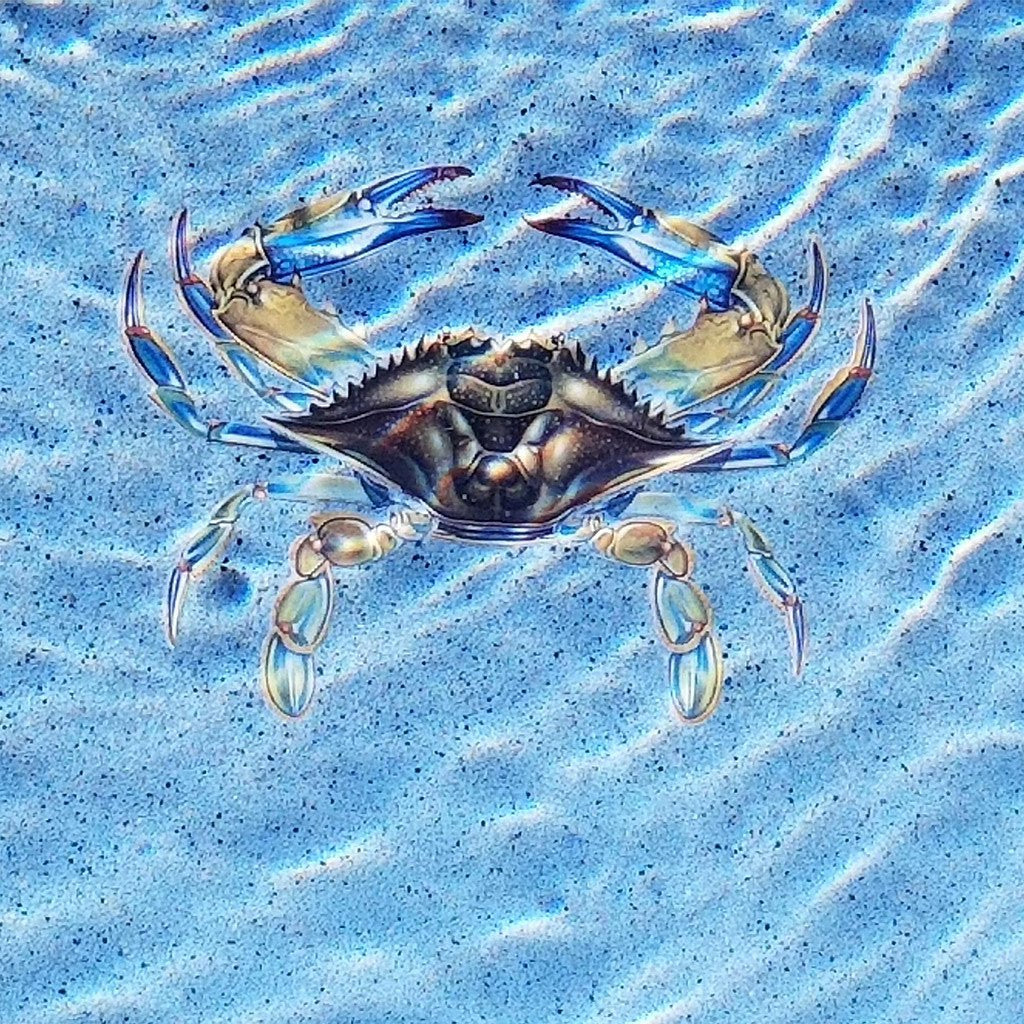 Blue Crab, 11"x8" | PORC-BC57 | Pool Mosaic – AquaBlu Mosaics