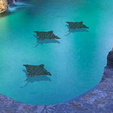 Shark & Ray Pool Mosaics | Shark Pool Tile Mosaics – AquaBlu Mosaics