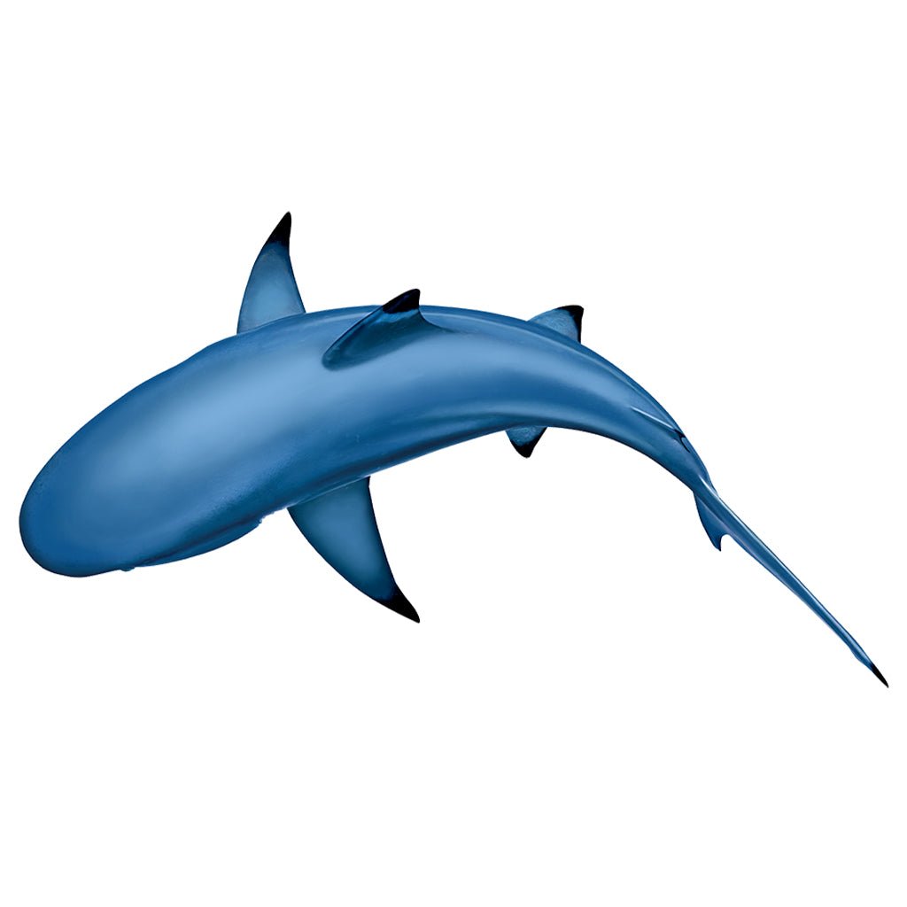 Circling Shark Pool Mosaic | Mosaic Tiles for Pools – AquaBlu Mosaics