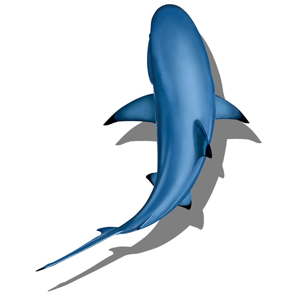 Circling Shark with Shadow #3 Pool Mosaic | Mosaic Tiles for Pools