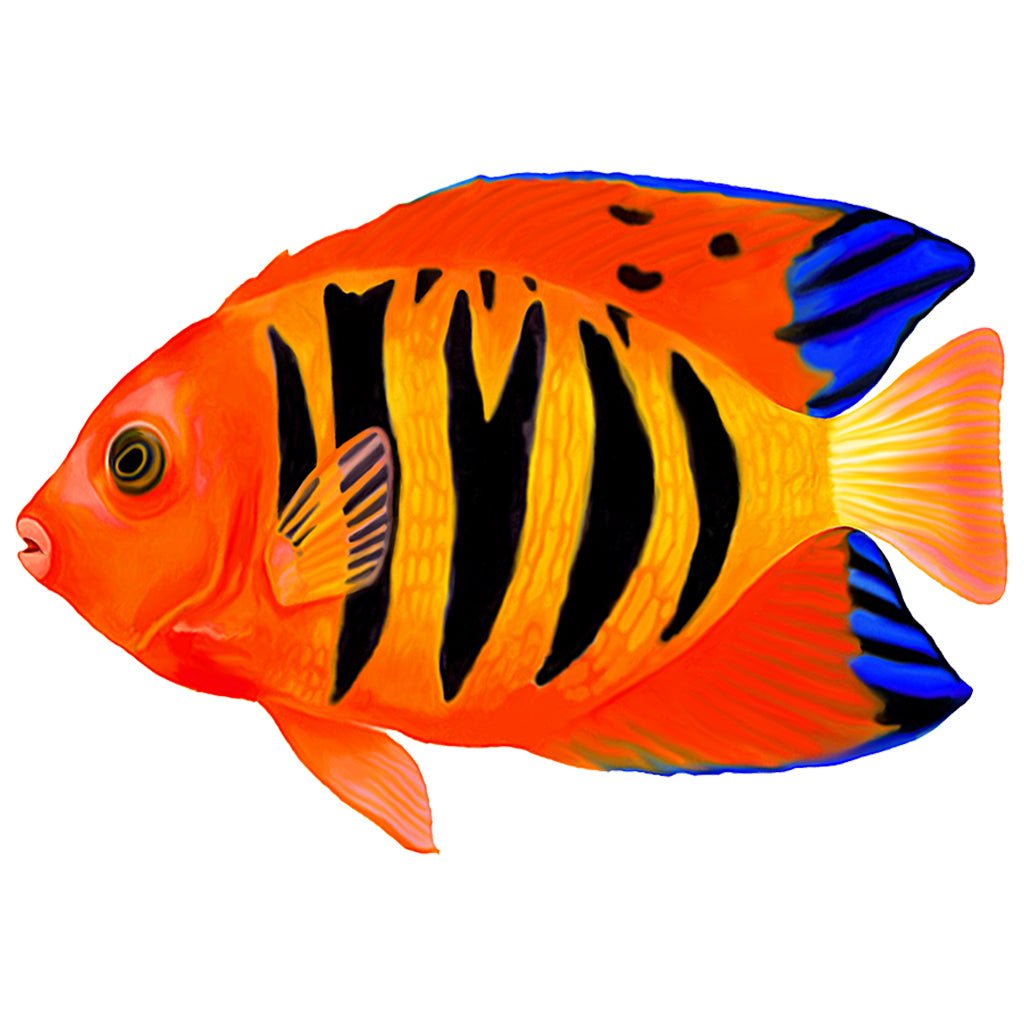 Flame Angelfish Pool Mosaic | Swimming Pool Mosaic Tiles