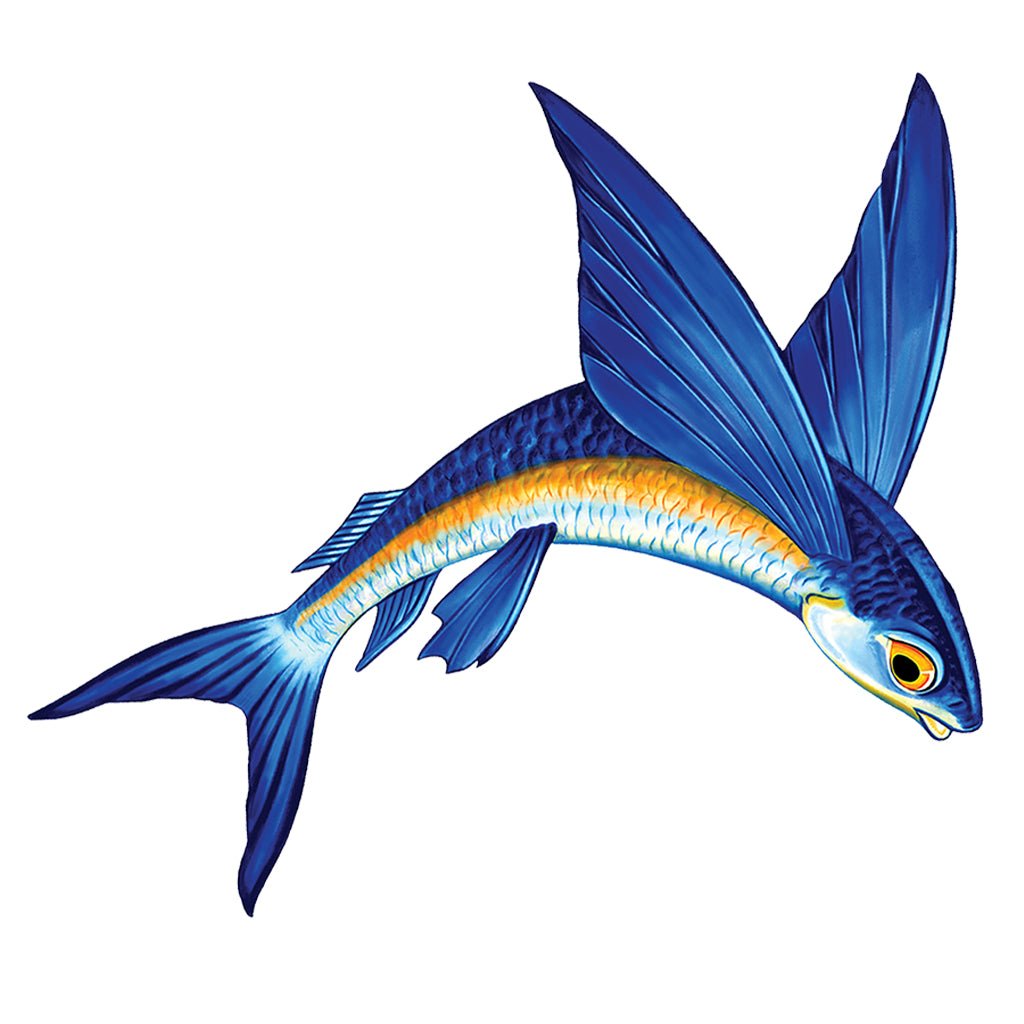 Flying Fish Porc-A | PORC-FF13 | Pool Mosaic – AquaBlu Mosaics